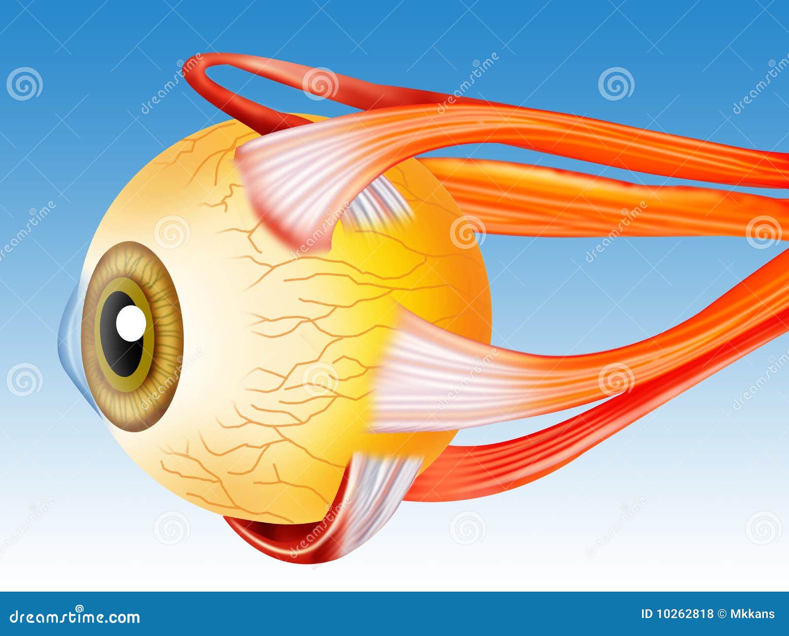 Eye structure stock illustration. Illustration of nerve - 10262818