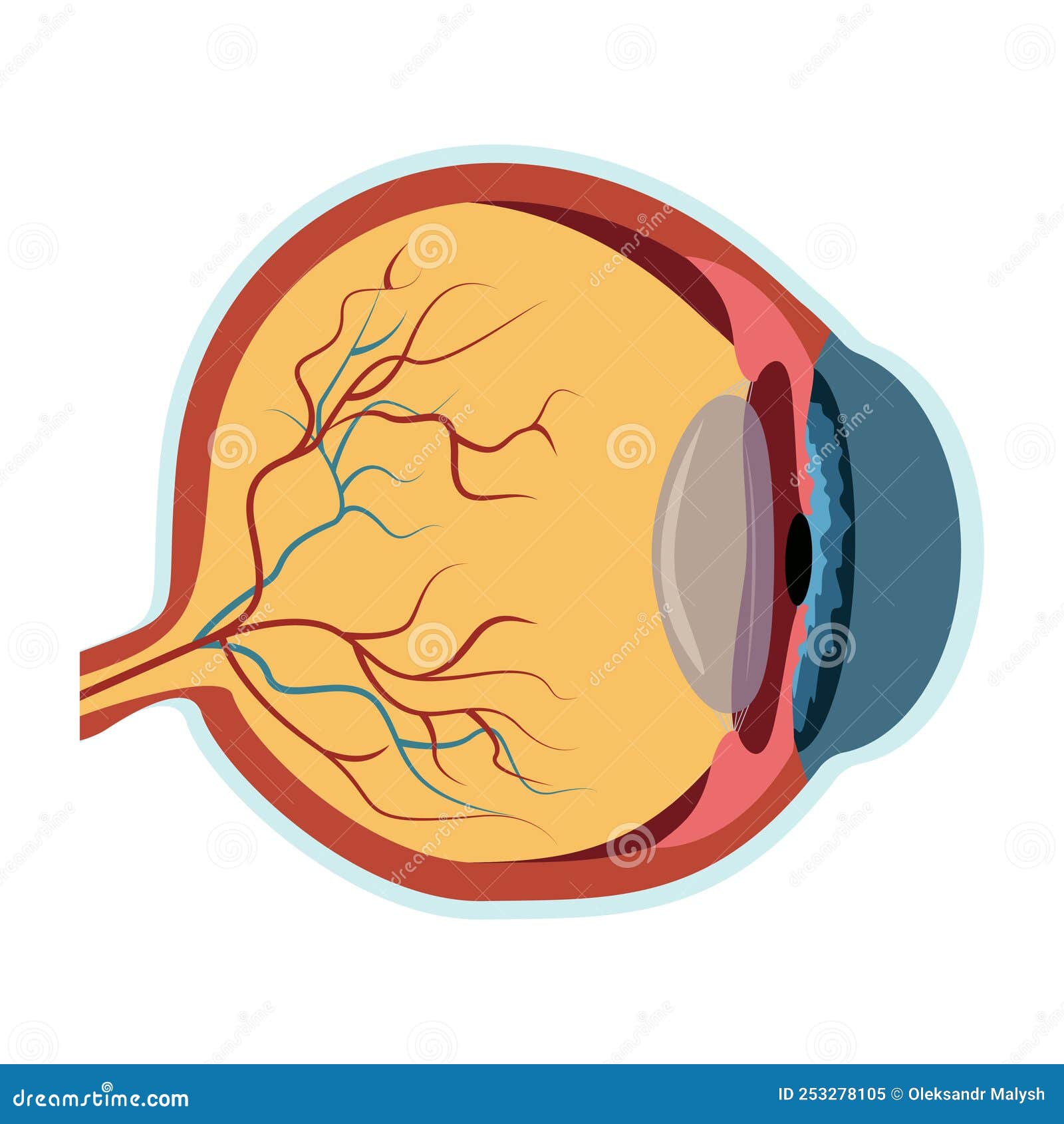 Eye Structures Icon Vector Illustration Design Isolated Stock Vector ...
