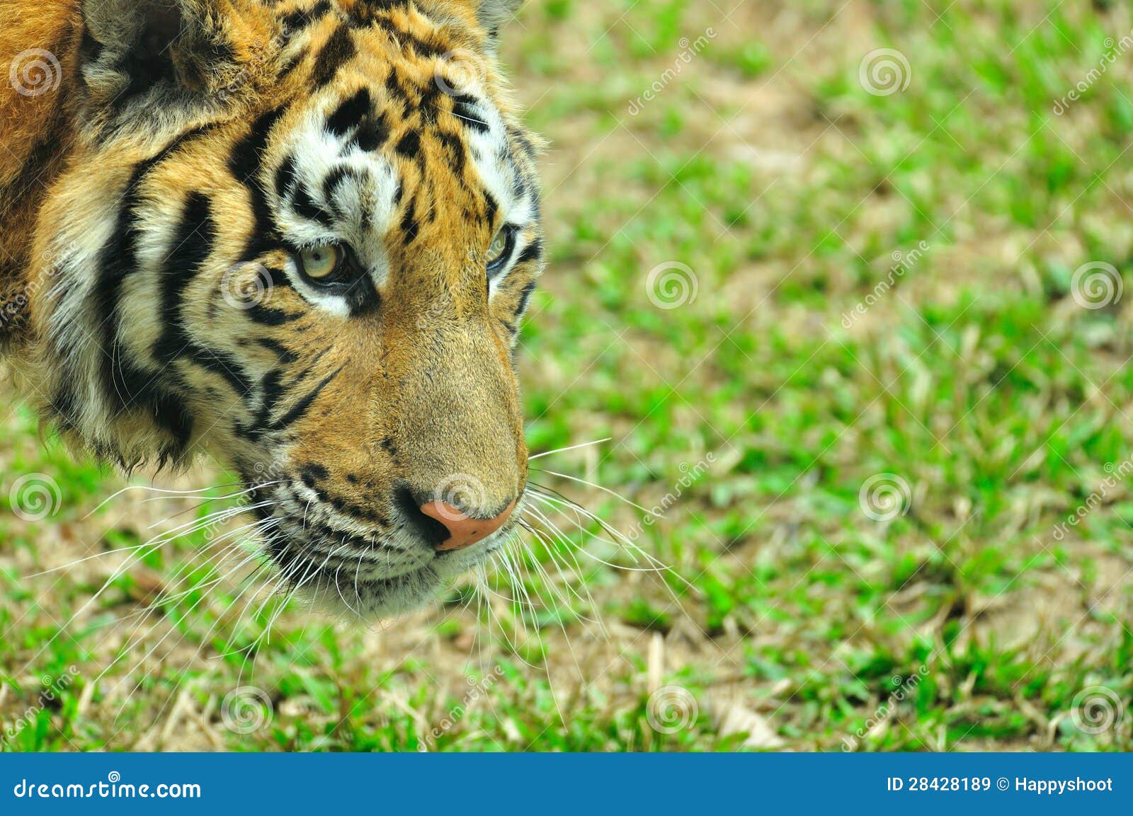 Eye of the tiger stock image. Image of sight, forest - 28428189