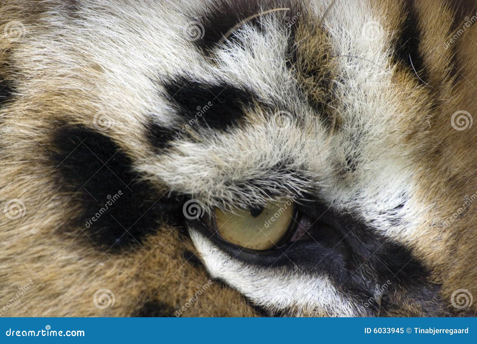 Eye of the tiger stock image. Image of tigers, closeup - 6033945