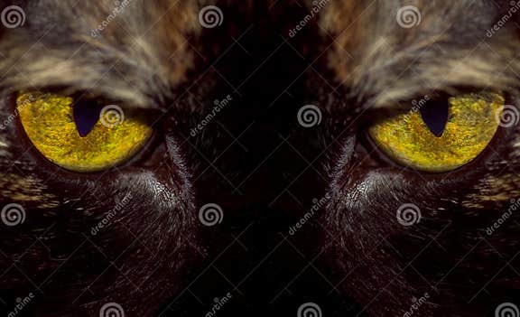 Eye of the Tiger stock photo. Image of iris, staring, stare - 908376