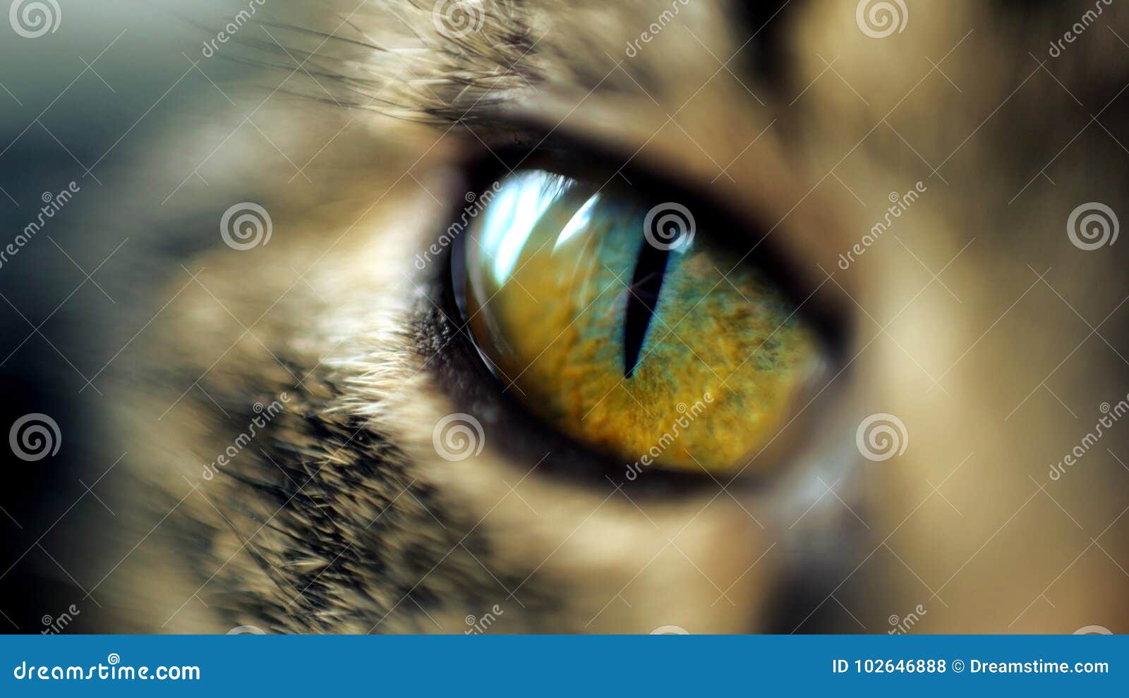 The eye of the tiger stock photo. Image of piece, travel - 102646888