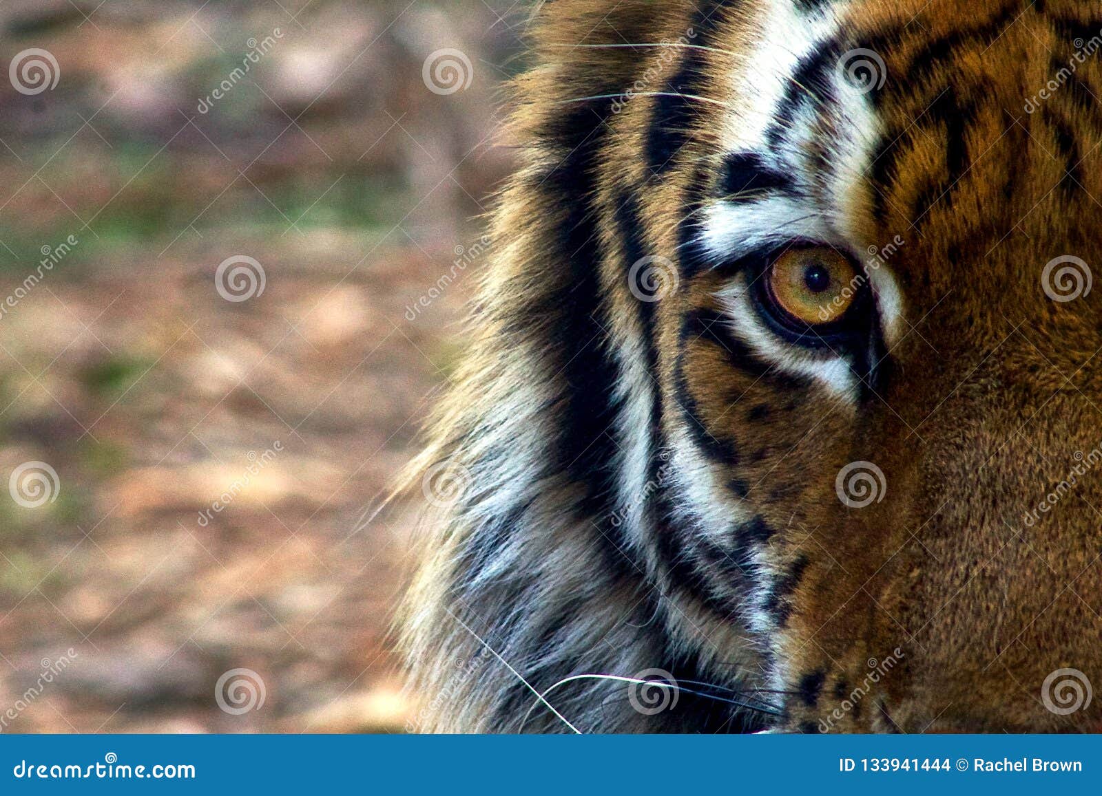Eye of the tiger stock photo. Image of zoophotography - 133941444