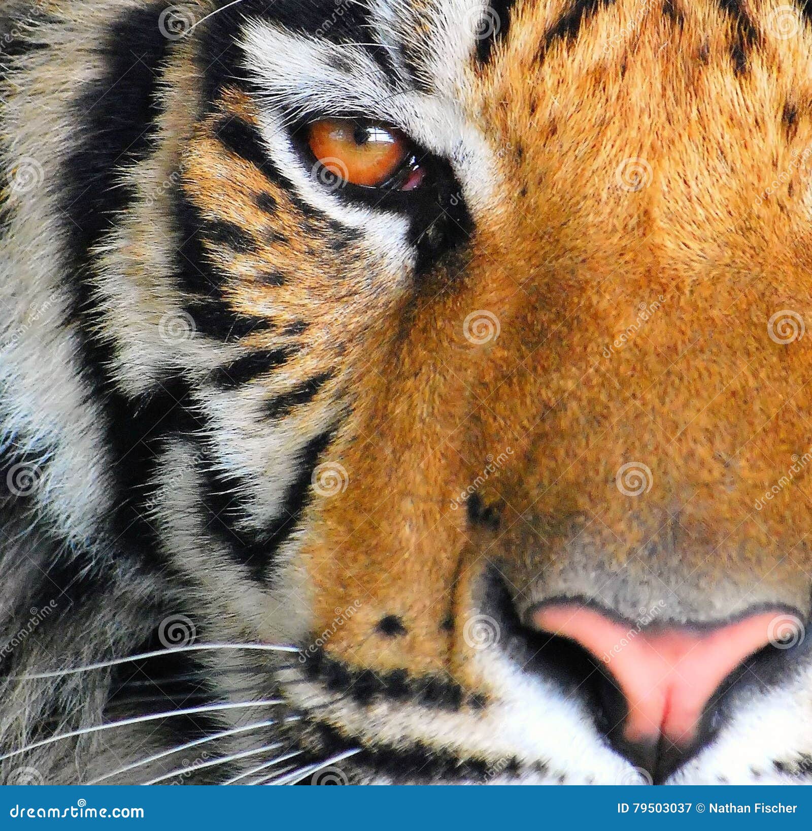 The Eye of a Tiger stock image. Image of predator, face - 79503037