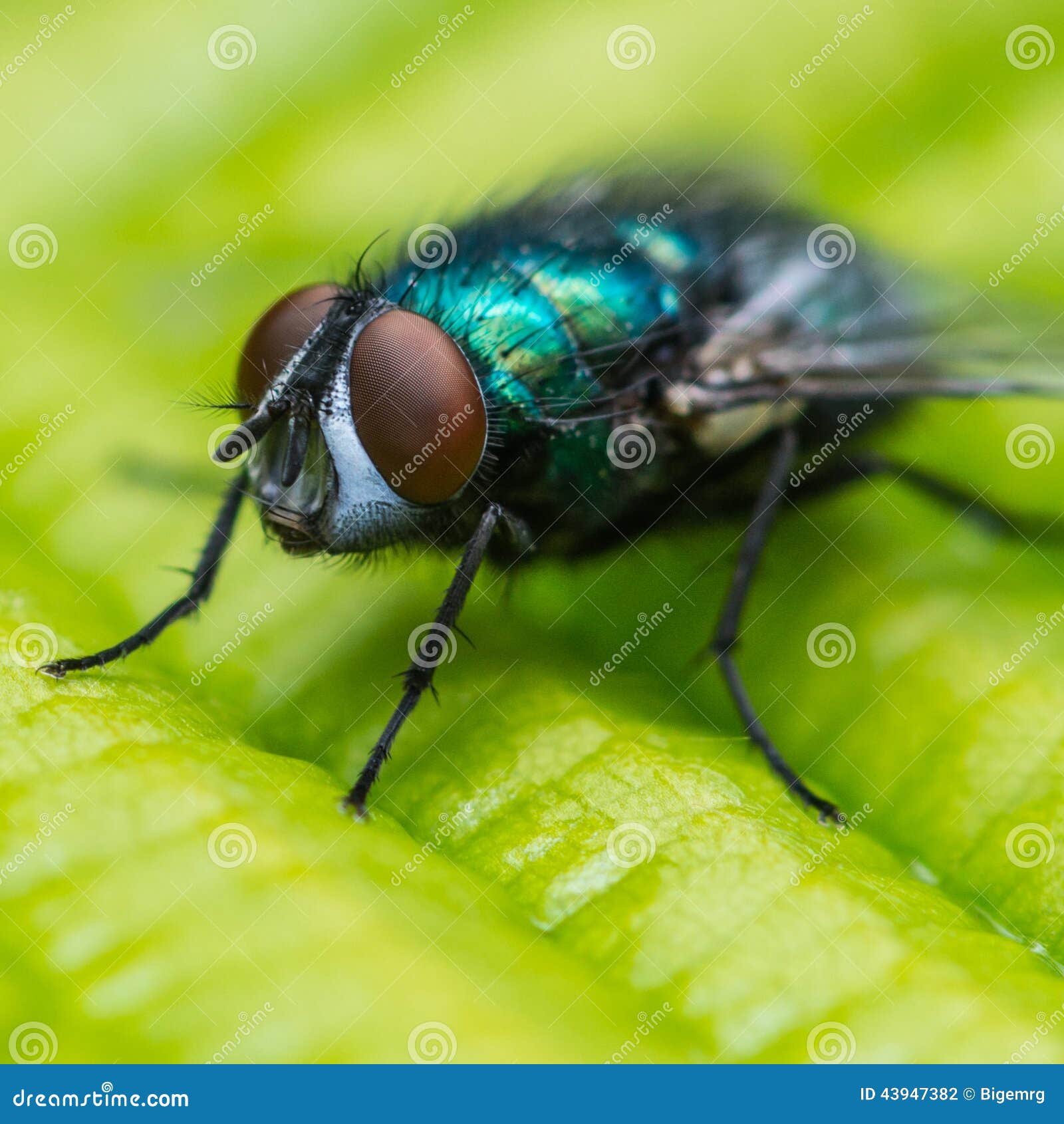 Eye To Eye Fly stock photo. Image of true, wildlife, square - 43947382