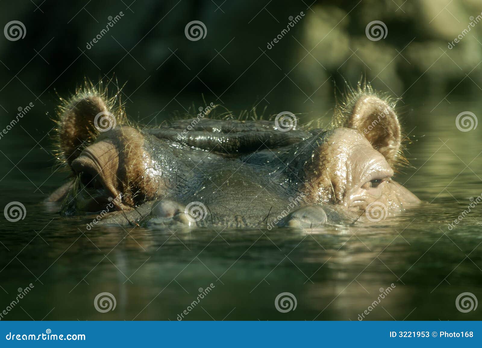 Eye-to-eye with hippo stock image. Image of open, armor - 3221953