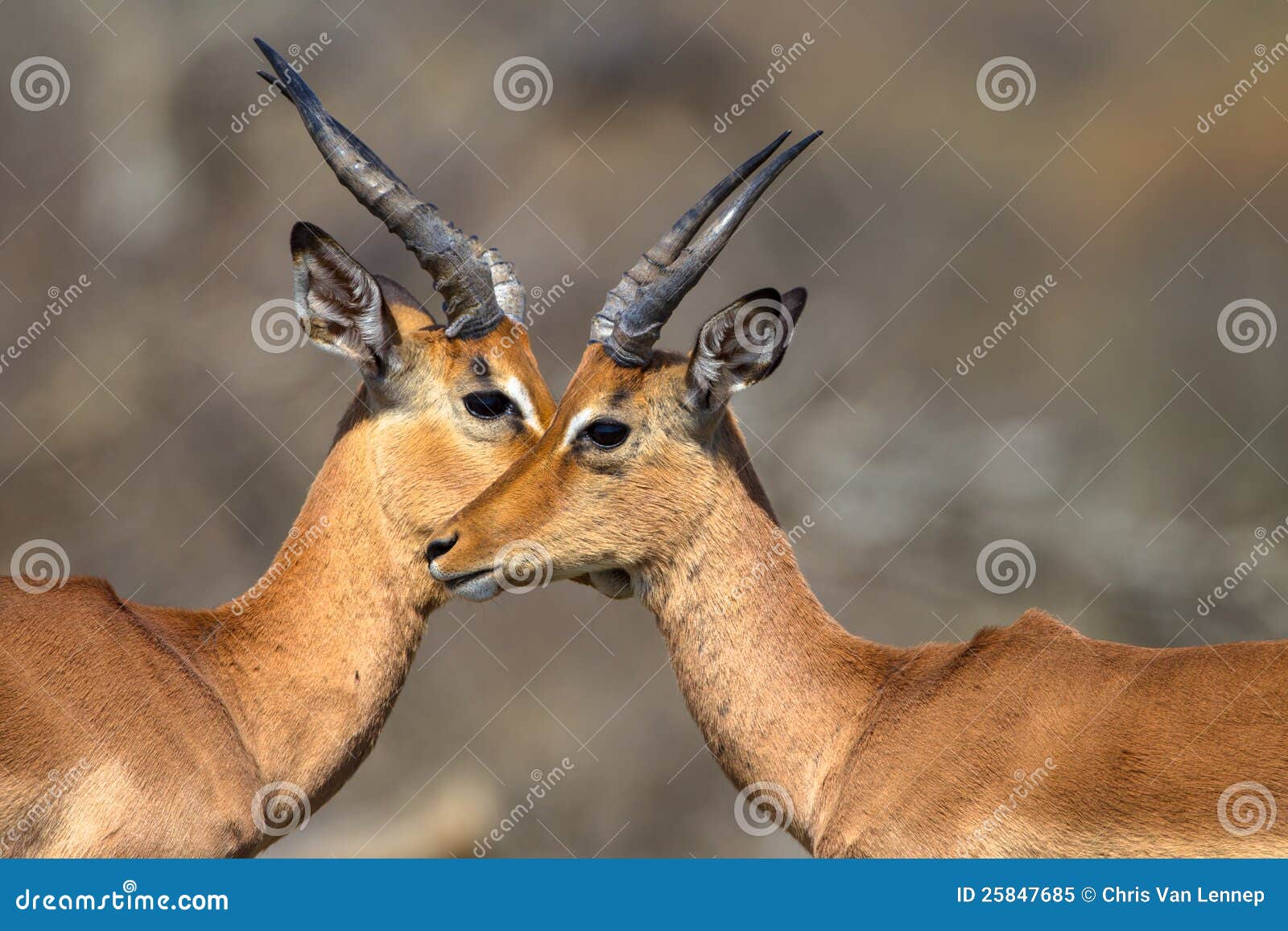 Eye Eye Impala Wildlife stock image. Image of portraits - 25847685