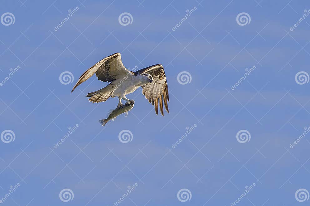 Eye To Eye between Prey and Predator Stock Image - Image of predator ...