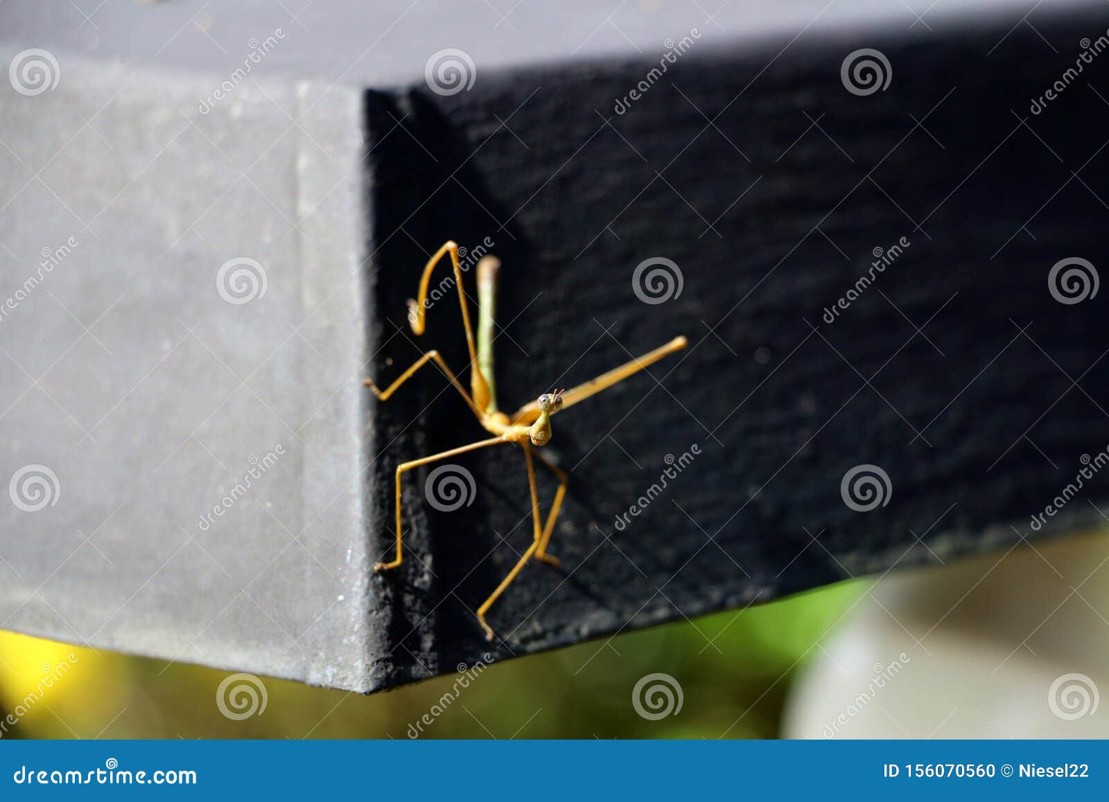 Eye To Eye with a Stick Locust Stock Photo - Image of beautiful, black ...