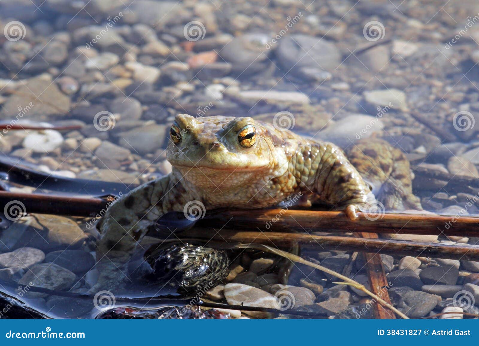 The eye of a toad stock image. Image of bufonidae, lashes - 38431827