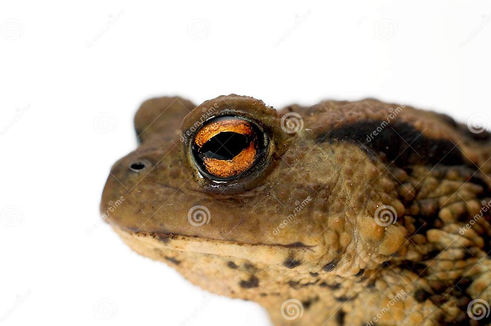 The eye of a toad stock image. Image of cute, croak, nature - 5859155