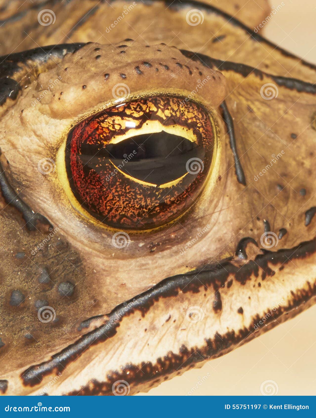 Eye of Toad stock image. Image of nature, toad, wildlife - 55751197