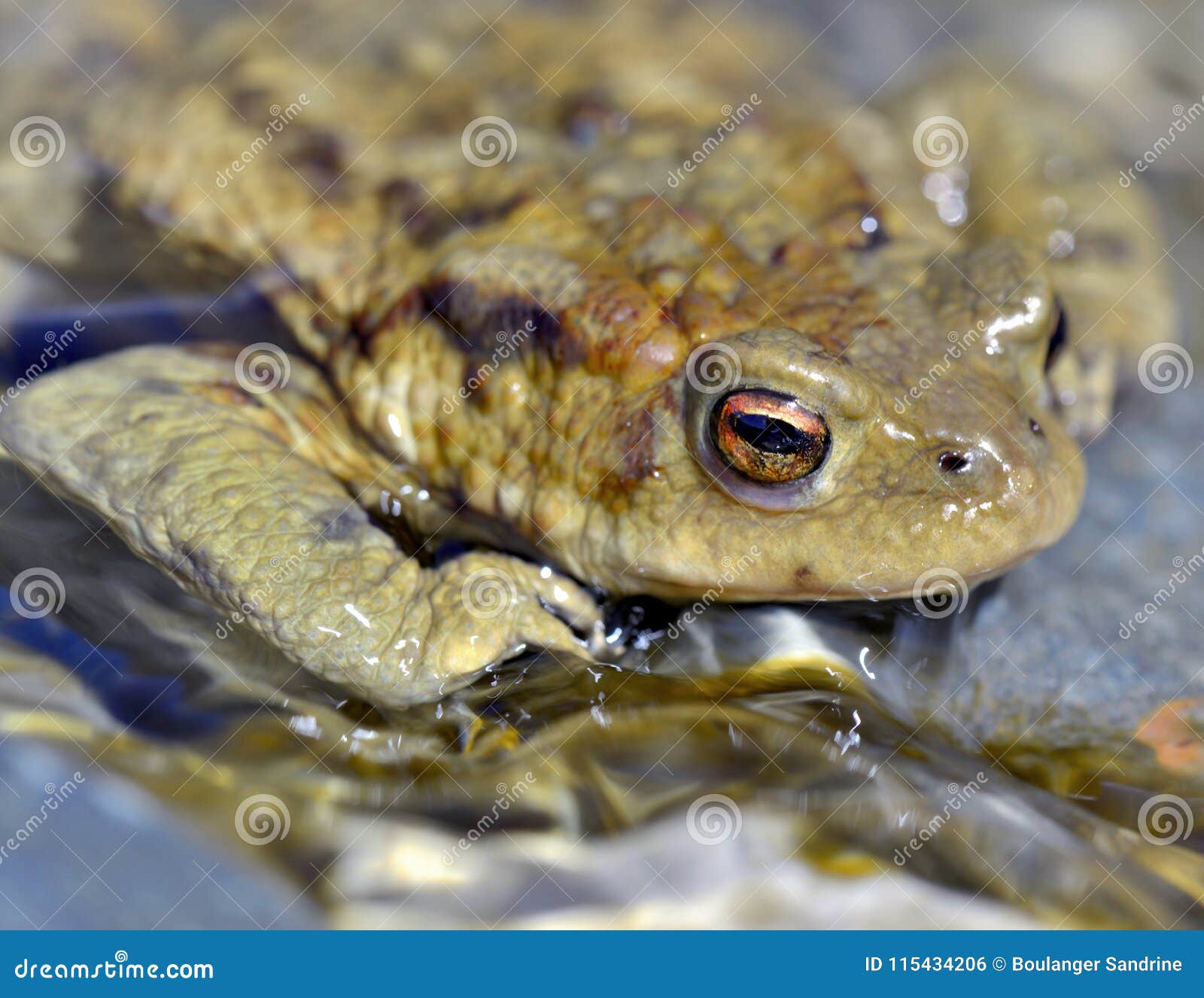 Eye of a toad stock photo. Image of closeup, close, animal - 115434206
