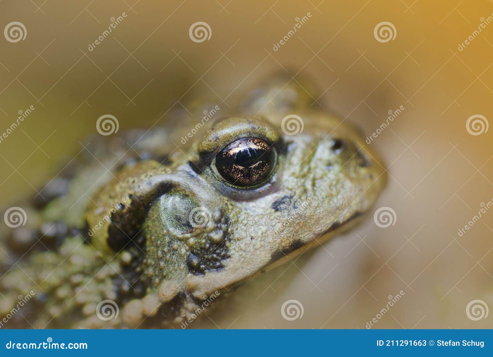 Eye of the Toad stock image. Image of green, toad, blood - 211291663