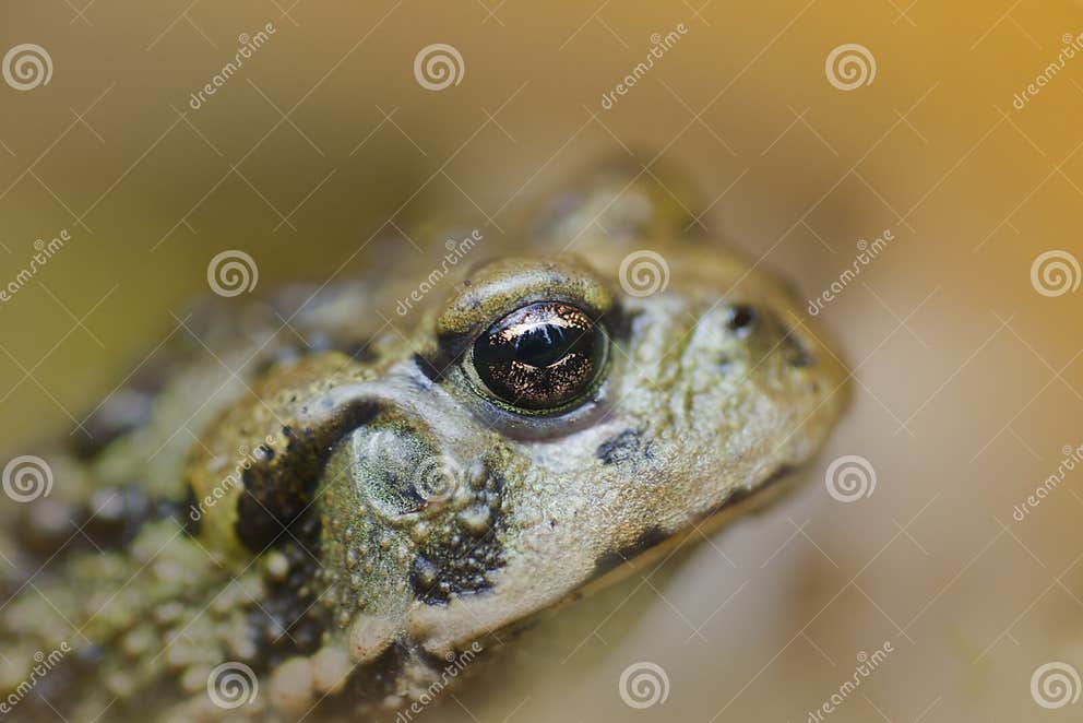 Eye of the Toad stock image. Image of green, toad, blood - 211291663