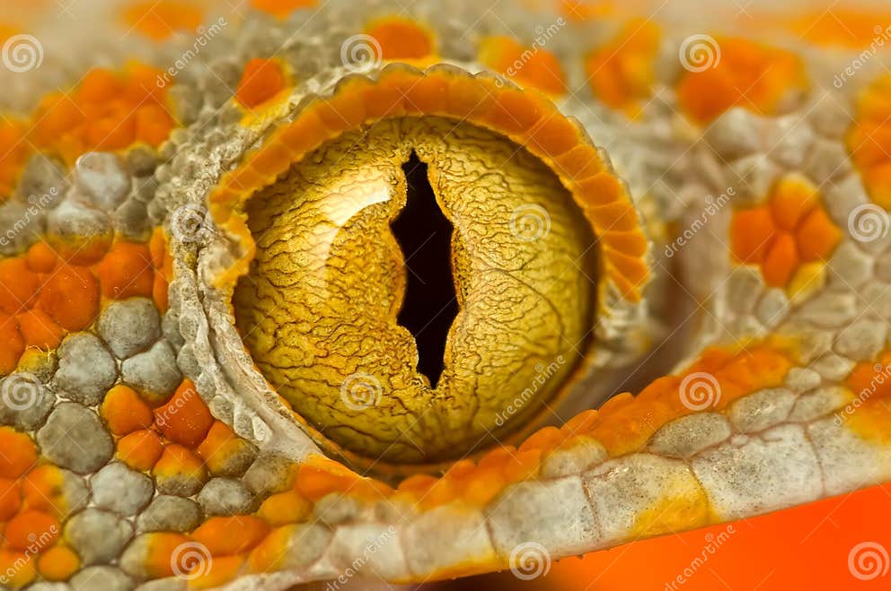 Eye of a Tokay Gecko stock image. Image of yellow, gray - 6103415