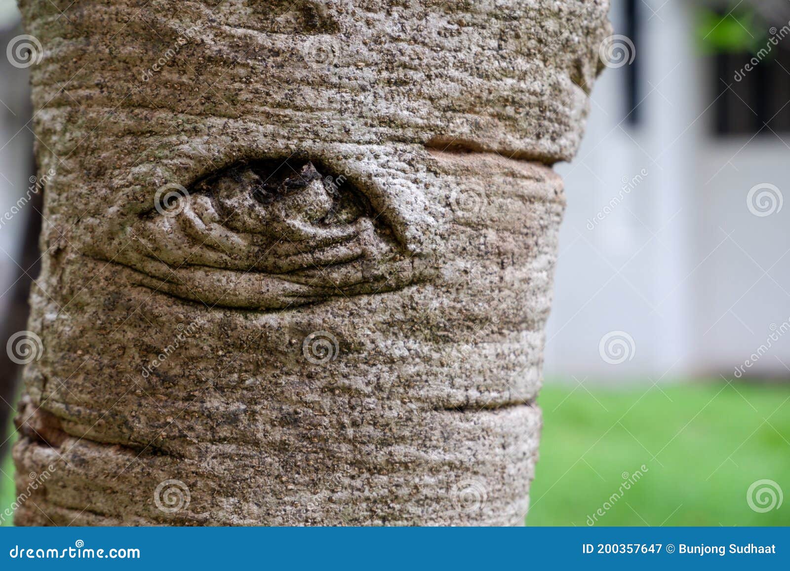 The Eye in the tree stock image. Image of tree, trunk - 200357647
