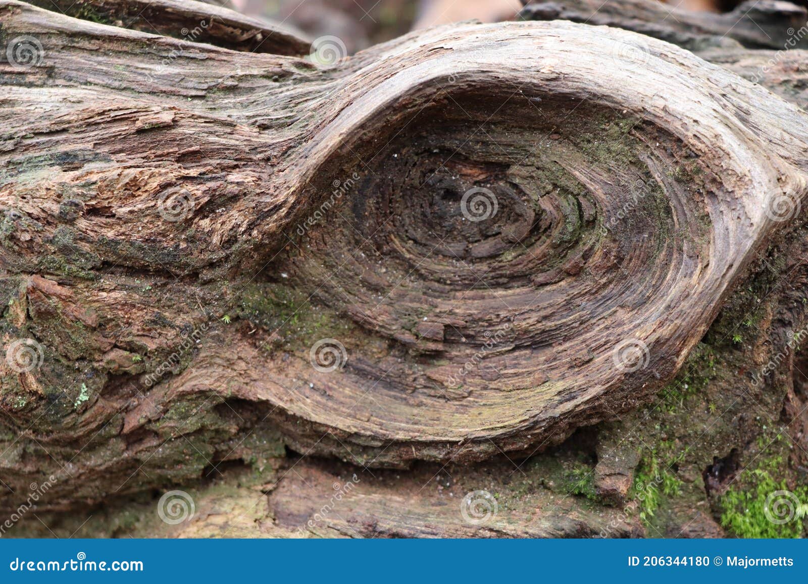 Tree Knot Texture Stock Image | CartoonDealer.com #28755829