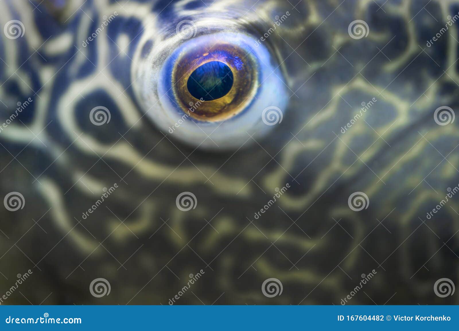 The eye of a tropical fish stock photo. Image of animal - 167604482
