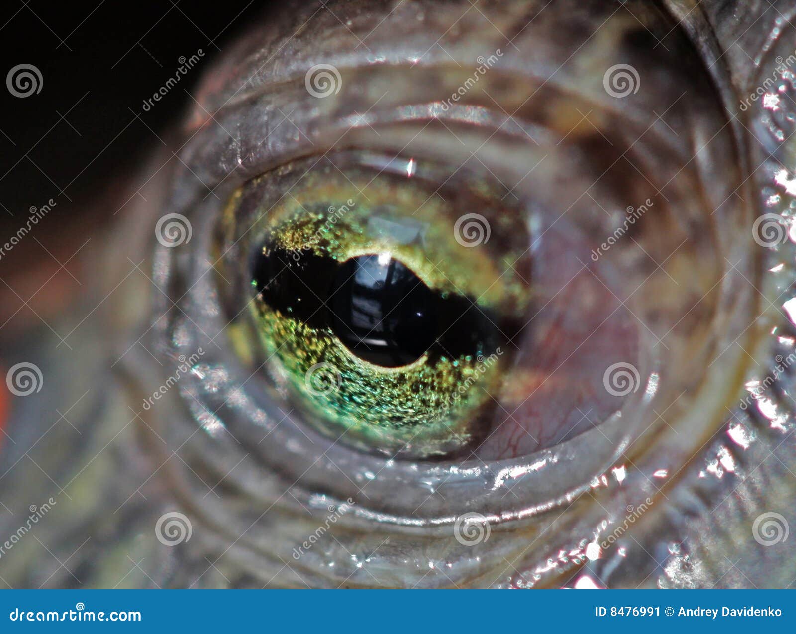 Eye of a turtle. stock image. Image of eyes, sight, pupil - 8476991