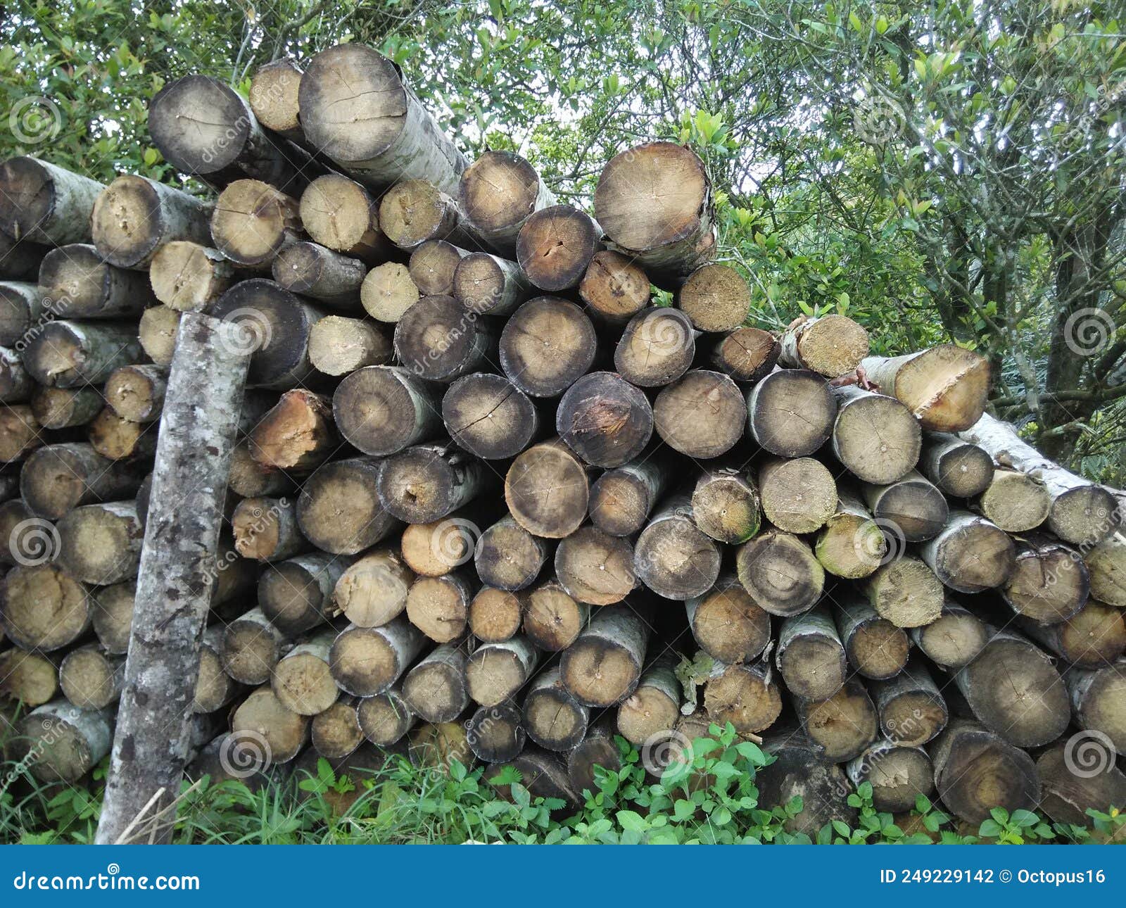 Eye View Angle of Cutting Trees. Stock Photo - Image of fuel, bark ...
