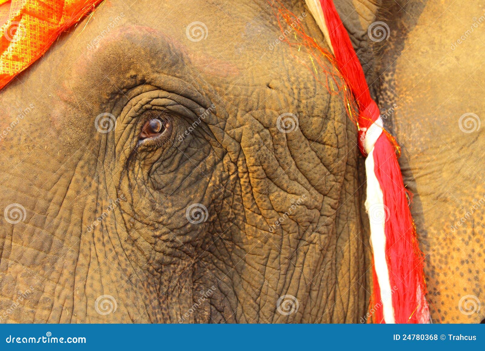 Eye and Wrinkle,face of Elephant Stock Photo - Image of elephant ...
