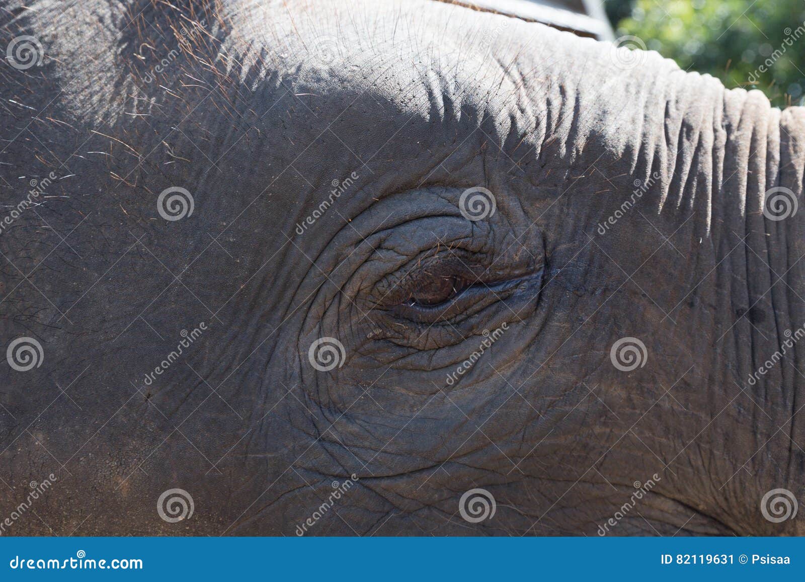 Eye of Young Asian Elephant Stock Image - Image of skin, nature: 82119631