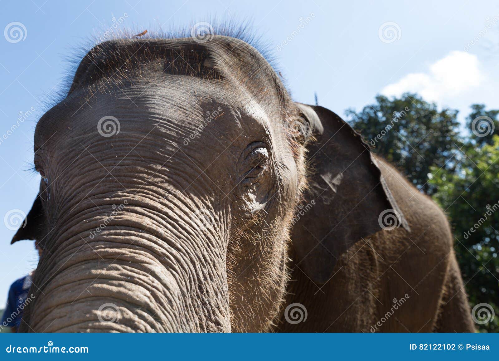 Eye of Young Asian Elephant Stock Photo - Image of mammal, skin: 82122102