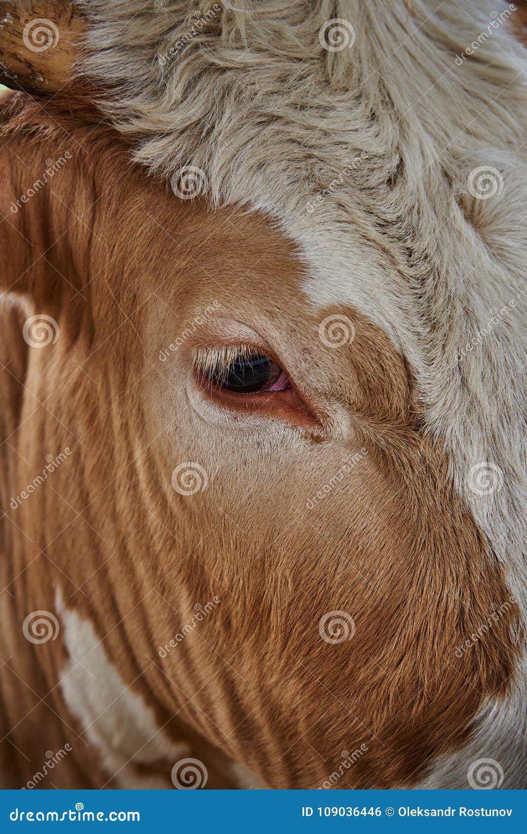 The eye of a young bull stock photo. Image of young - 109036446