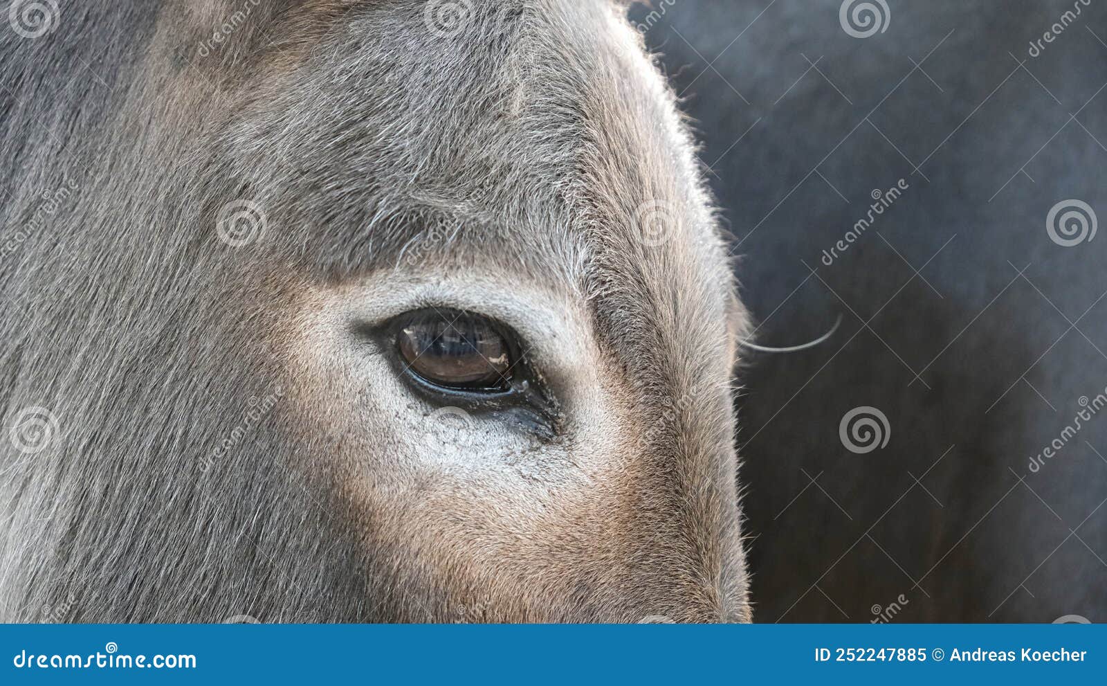 Eye of a Young Donkey. Fur of Older Donkey in the Background. Detailed ...