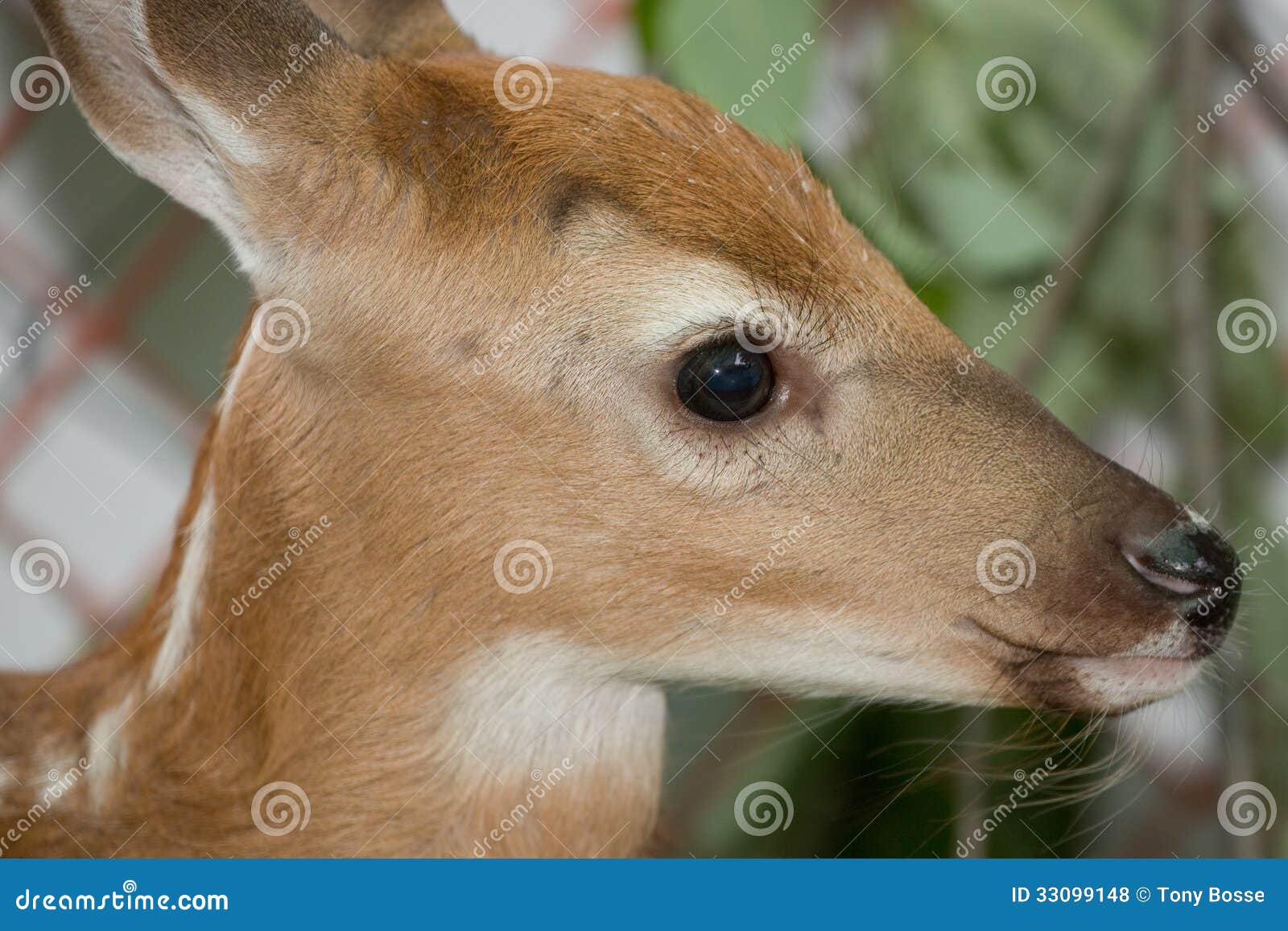 Eye of a Young Fawn stock photo. Image of closeup, small - 33099148