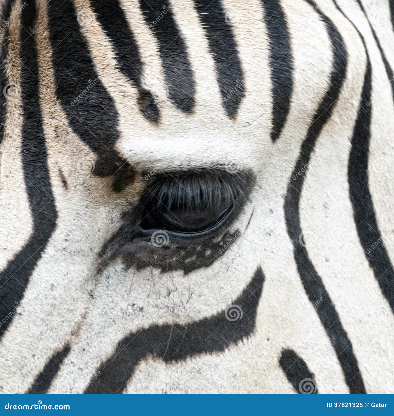 Eye of zebra stock image. Image of head, detail, color - 37821325