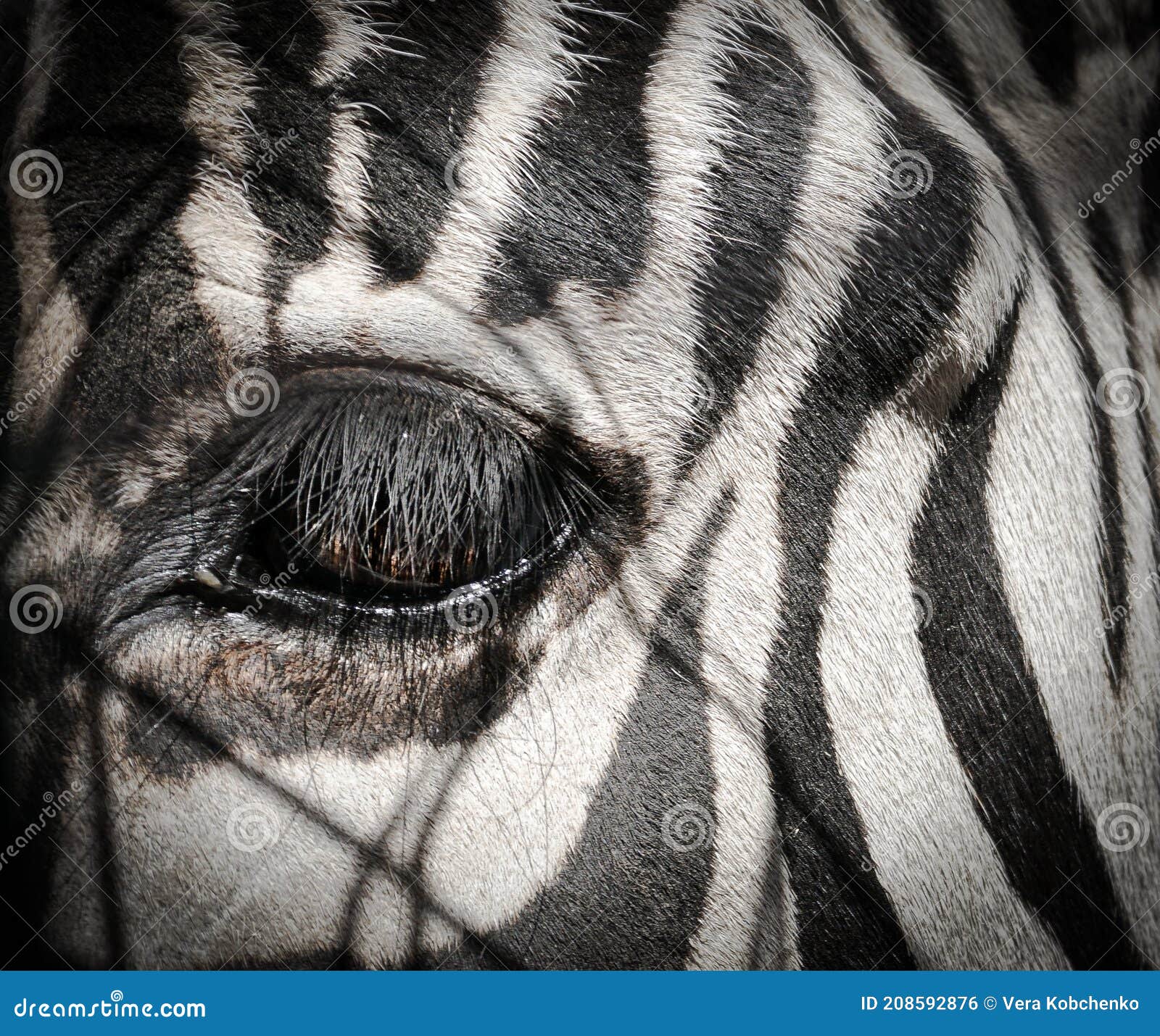 An eye of a zebra stock photo. Image of monochrome, mammal - 208592876