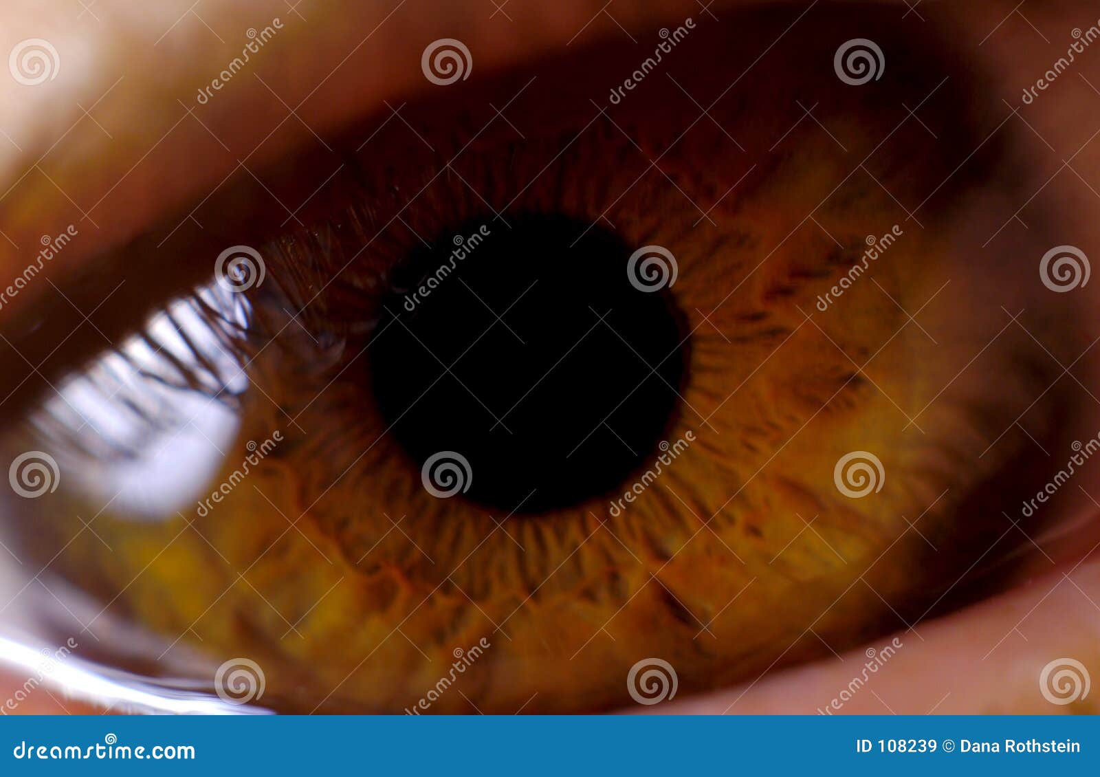 Eyeball stock image. Image of sight, macro, vision, cornea - 108239