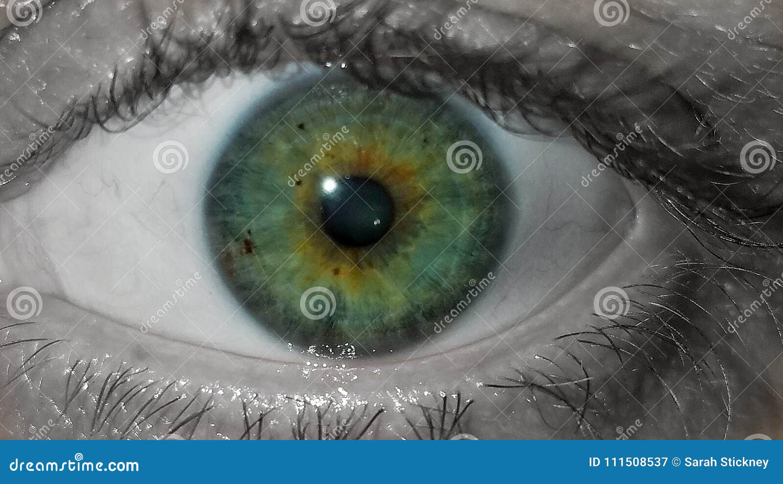 Eyeball imagen de archivo. Imagen de primer, eyeball - 111508537