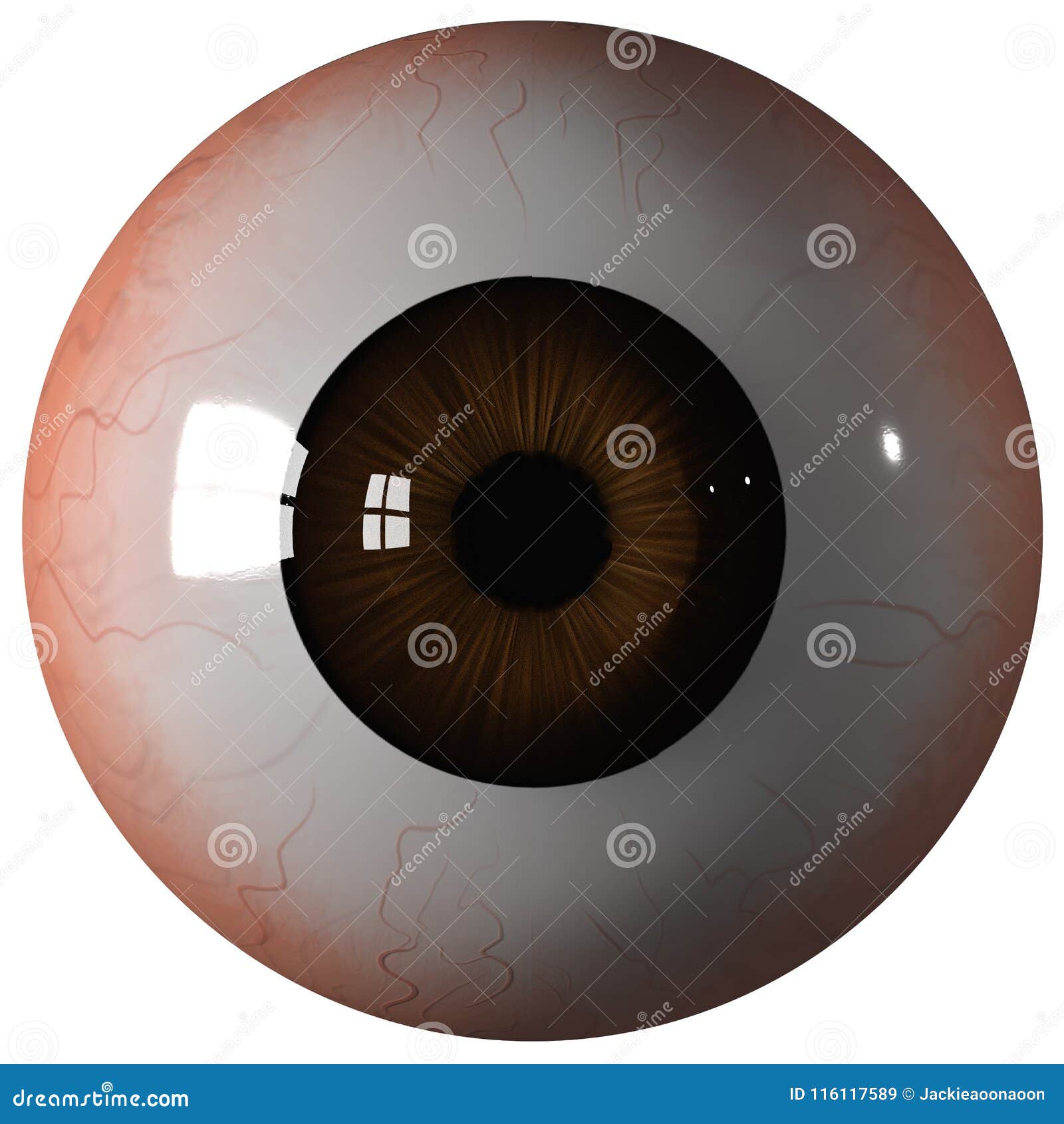 Eyeball Brown Iris Front View Stock Illustration - Illustration of ...