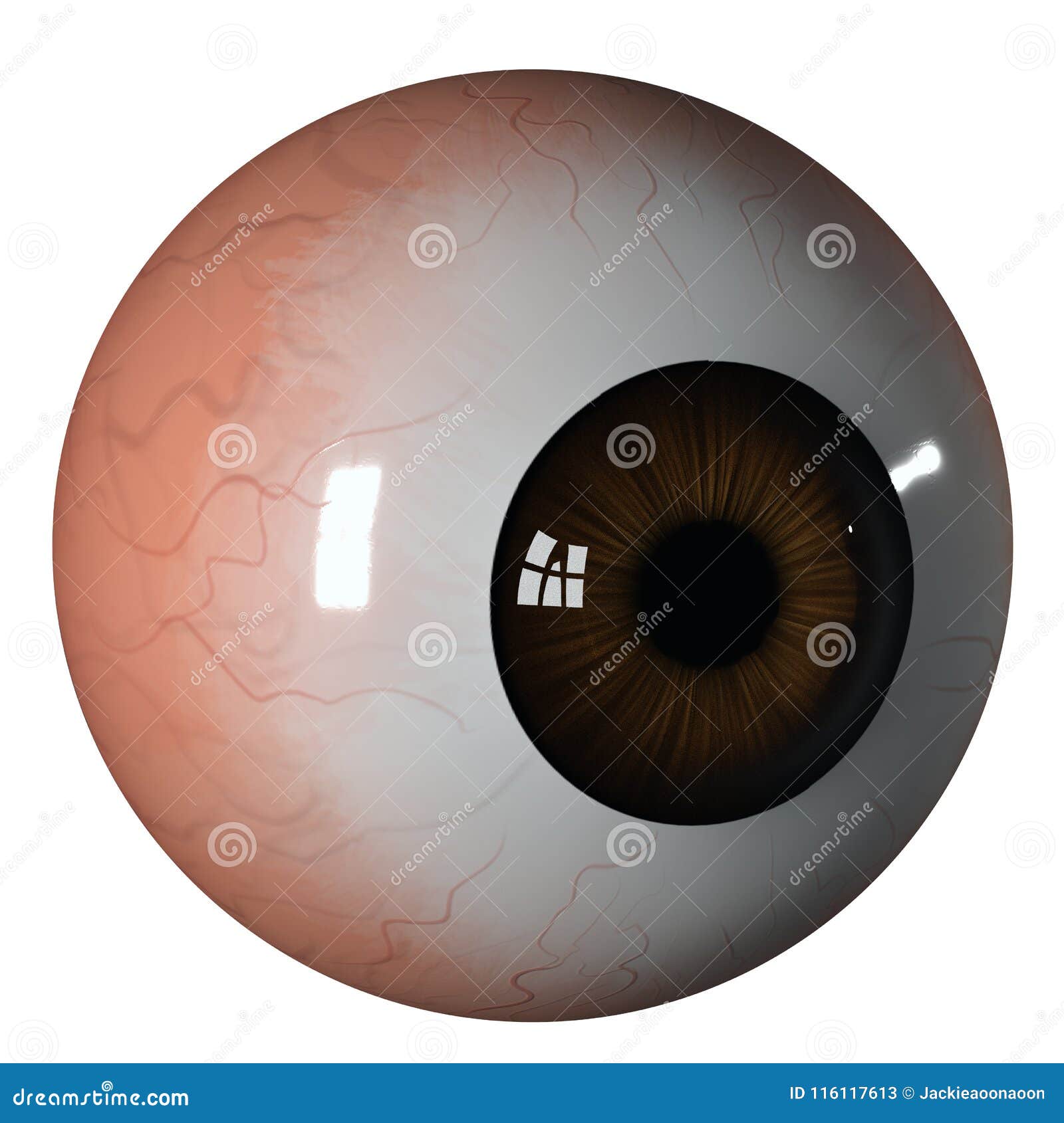 Eyeball Brown Iris Side View Stock Illustration - Illustration of macro ...