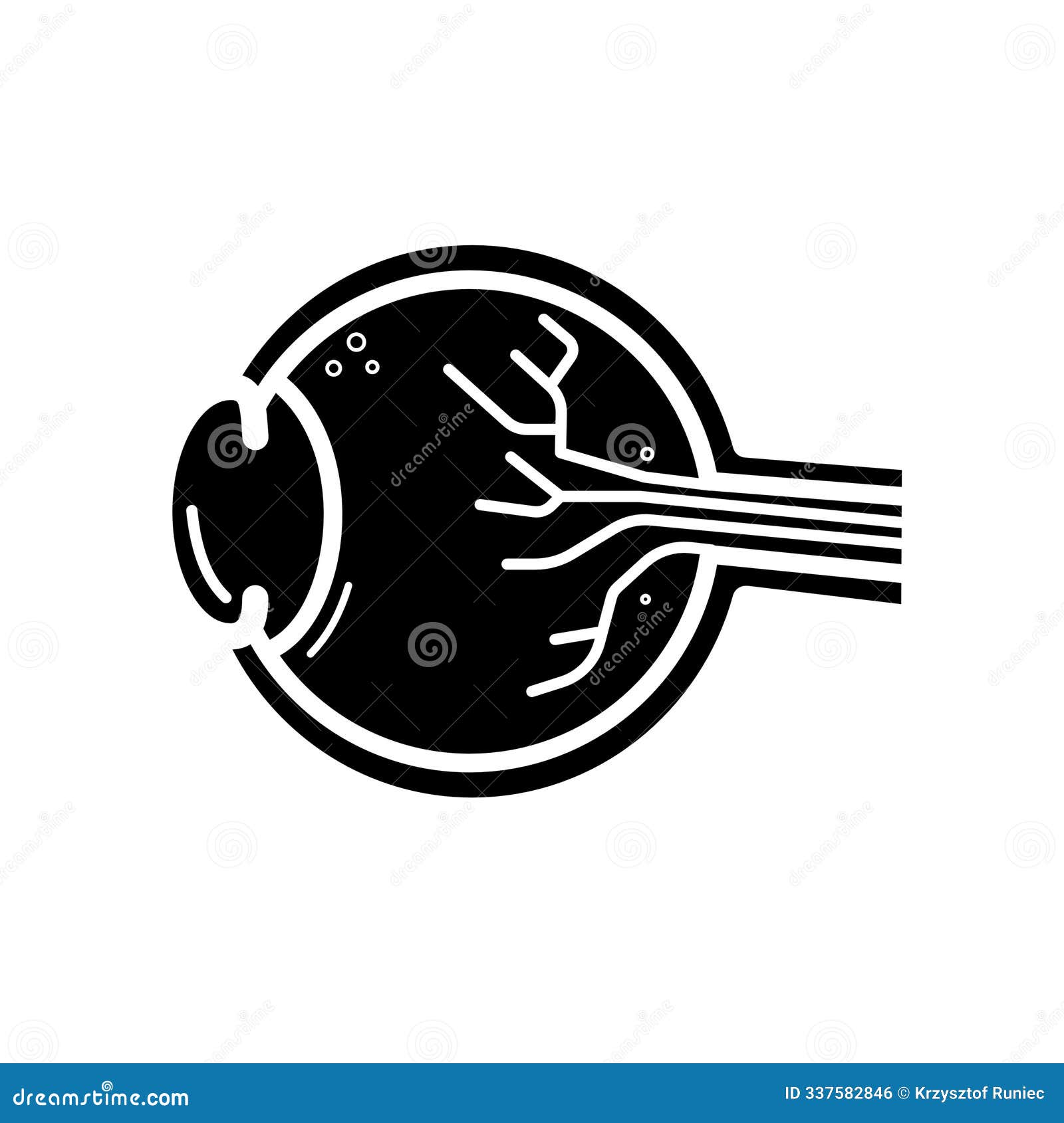 Eyeball - Cross Section Illustrated Royalty-Free Illustration ...