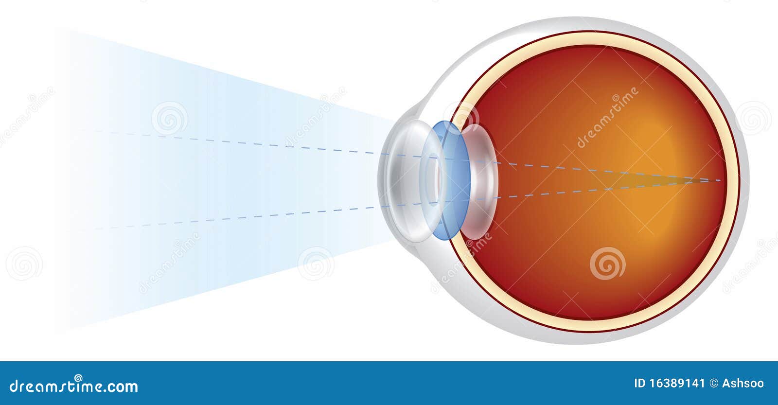 Eyeball - Cross Section Illustrated Stock Illustration - Illustration ...