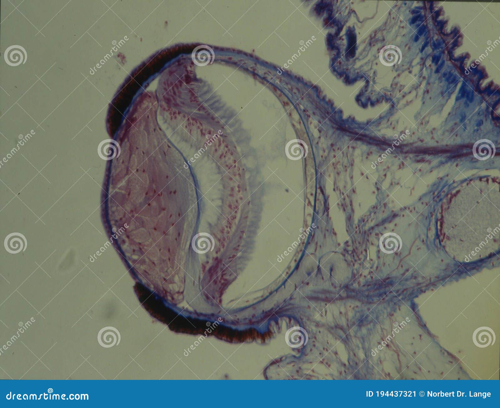 Eyeball in Longitudinal Section Stock Image - Image of lens, iris ...