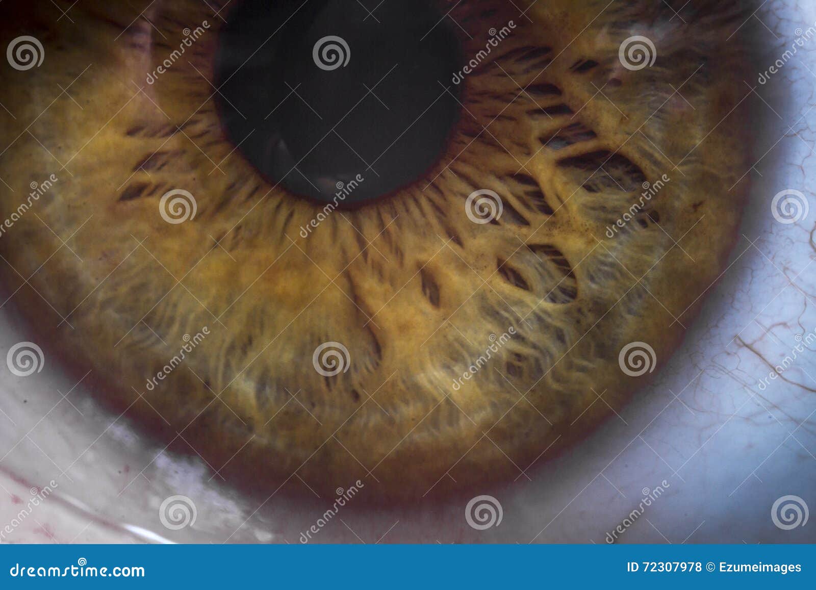 Eyeball Macro stock photo. Image of cool, close, surgery - 72307978