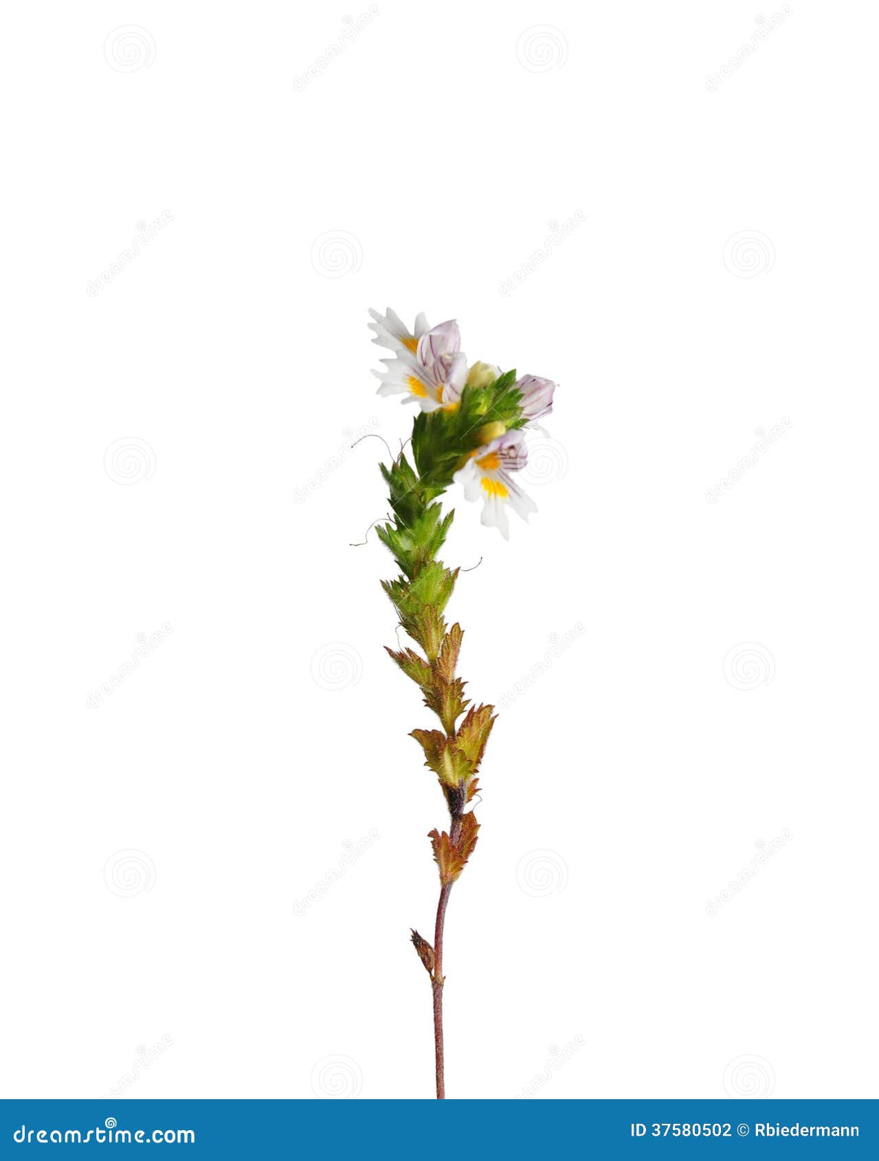 Eyebright (Euphrasia Officinalis) Stock Photo - Image of herbal, plant ...