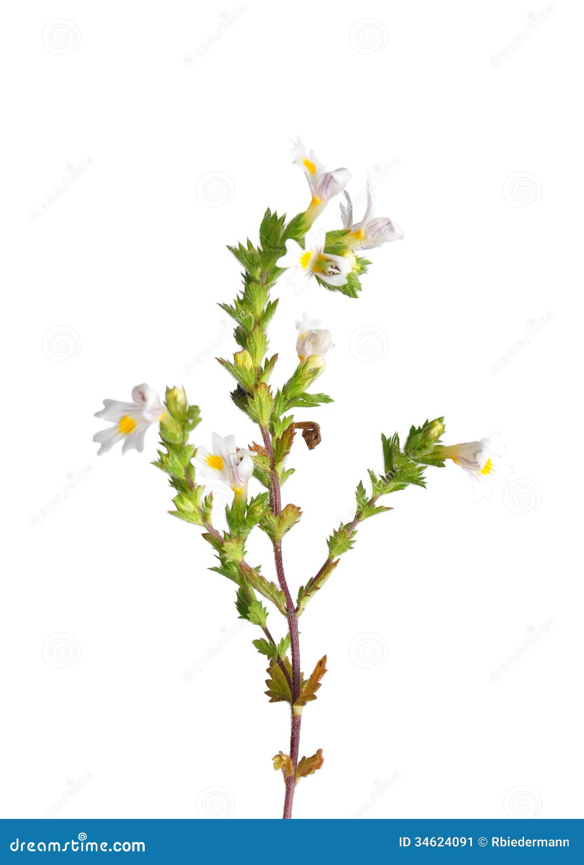 Eyebright (Euphrasia Officinalis) Stock Image - Image of isolated ...