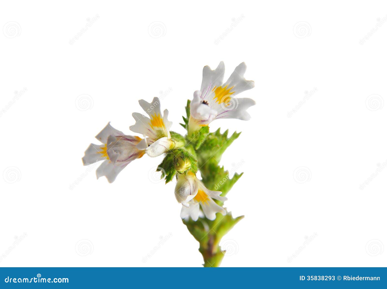 Eyebright Euphrasia Minima; Alpine Flower Of The Orobanchaceae Family ...