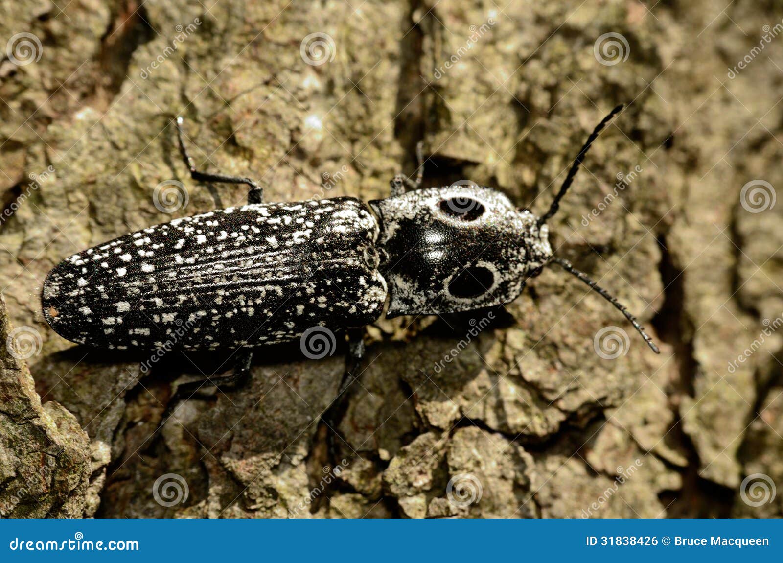 Eyed Click Beetle stock photo. Image of closeup, wildlife - 31838426