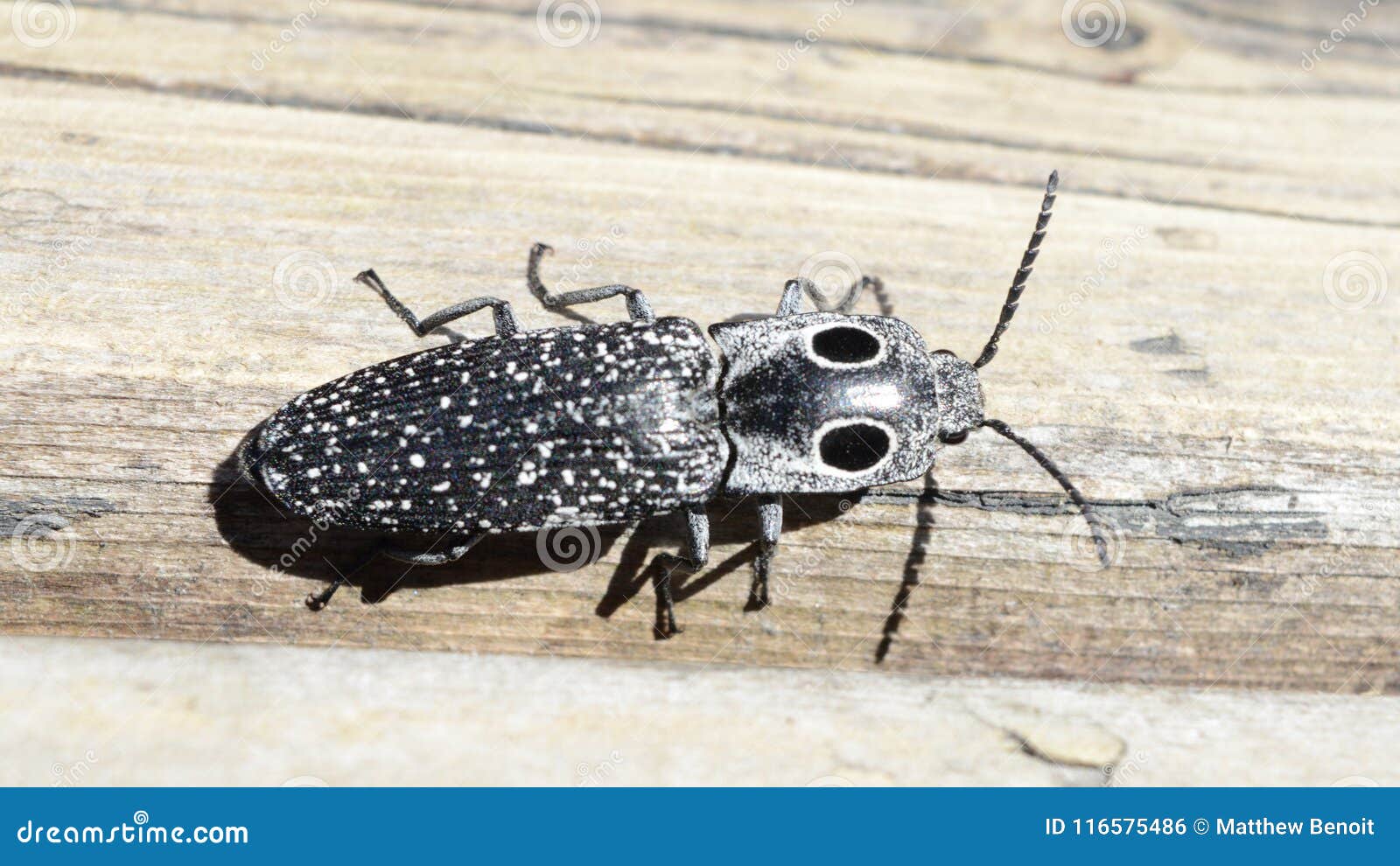 Eyed Elater - Alaus Oculatus Stock Foto - Image of centraal ...