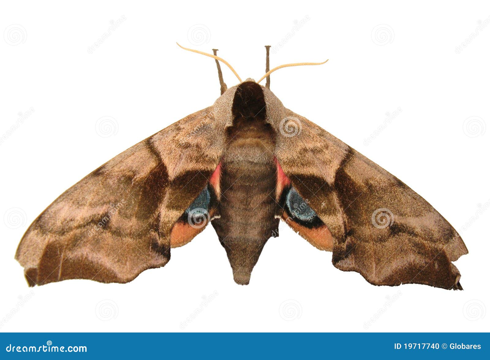 Eyed Hawk Moth stock photo. Image of insect, sphinx, isolated - 19717740