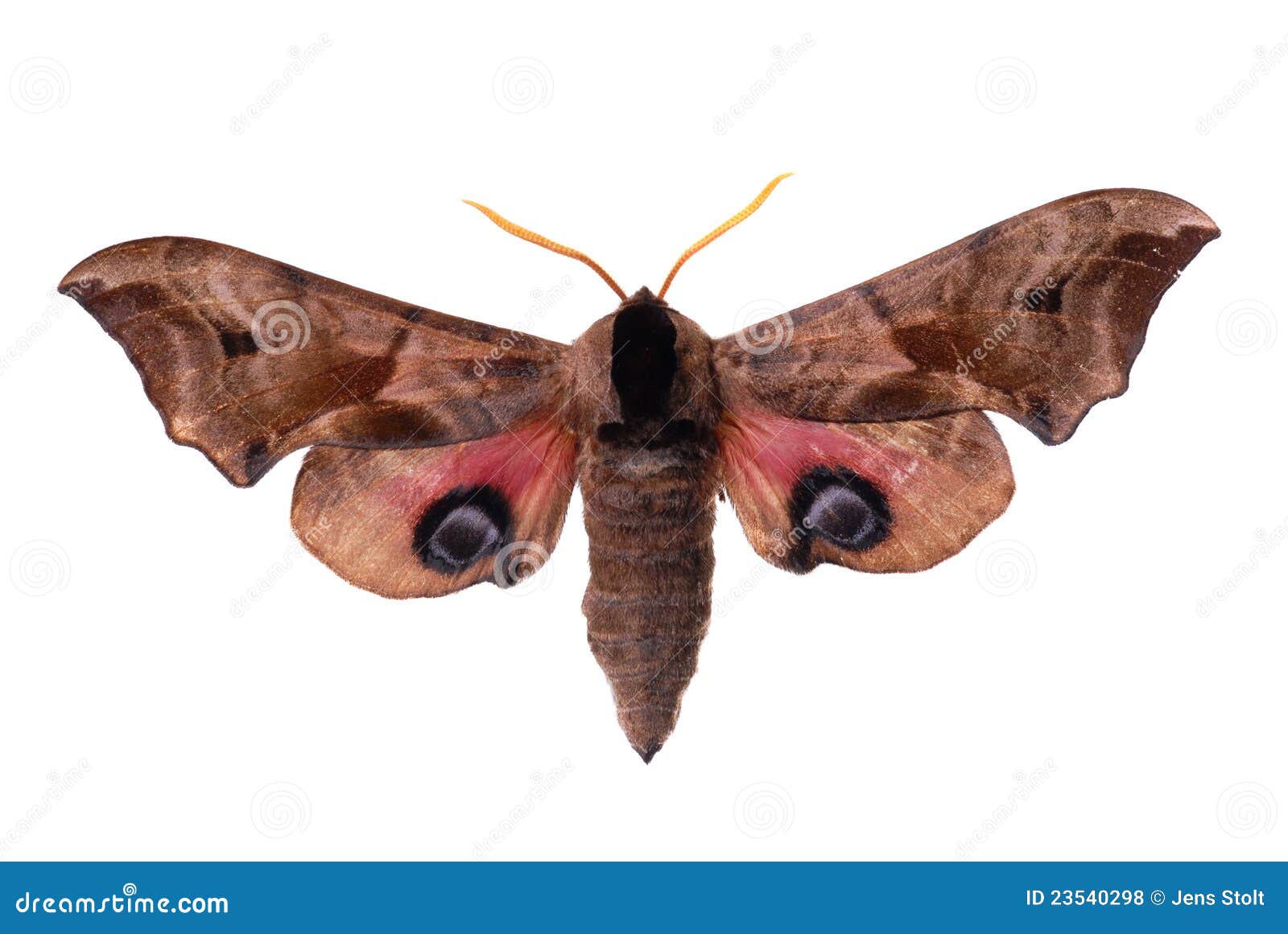 Eyed Hawk-Moth stock photo. Image of moth, closeup, isolated - 23540298