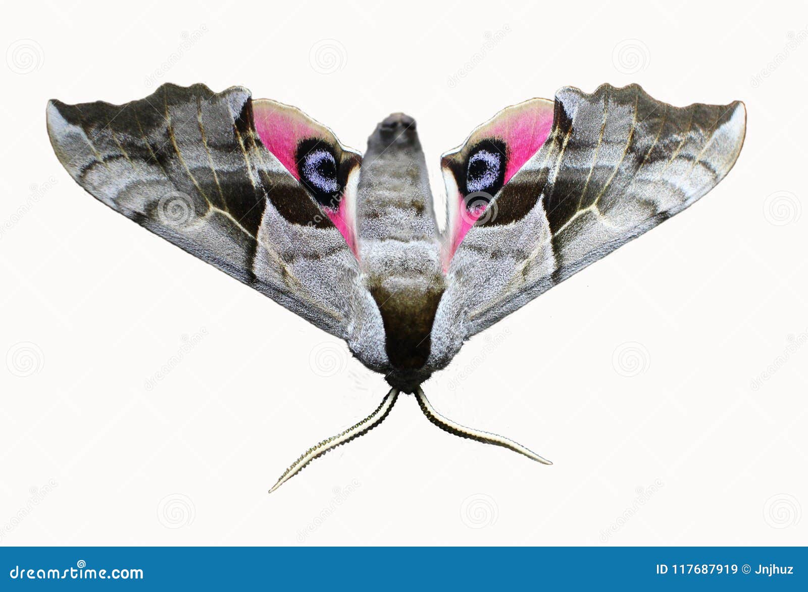 Eyed Hawk Moth stock image. Image of background, wings - 117687919