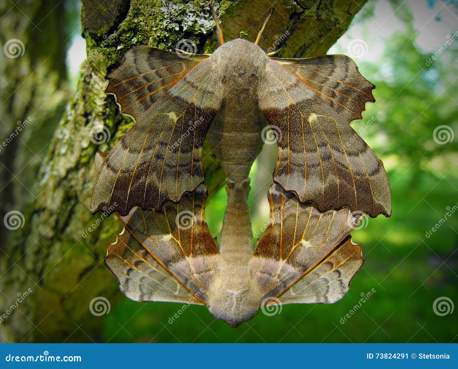 Eyed hawk-moth. stock image. Image of mating, couple - 73824291